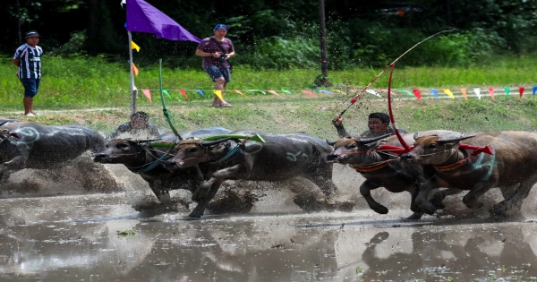 Wing Kwai – Il festival delle corse dei bufali in Thailandia